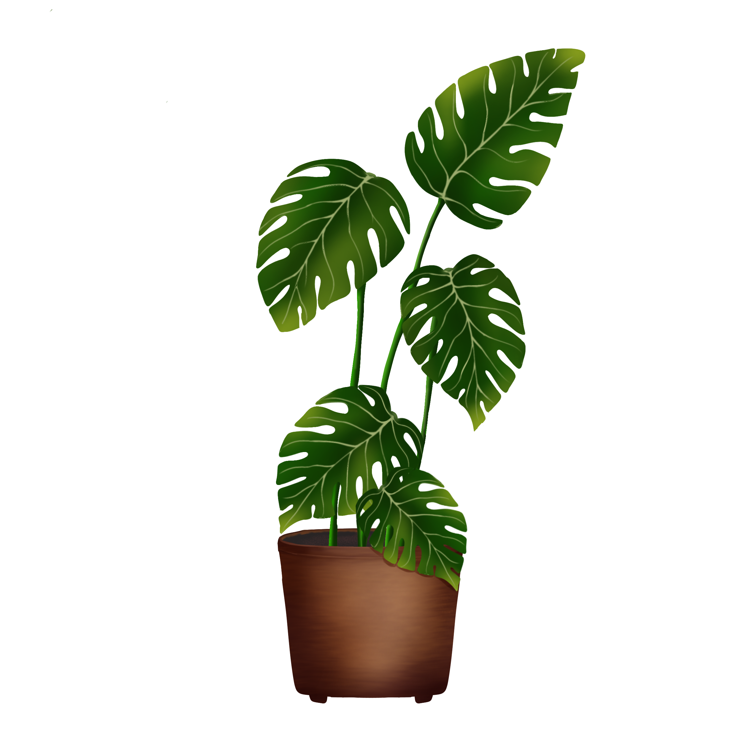 monstera - ibisPaint