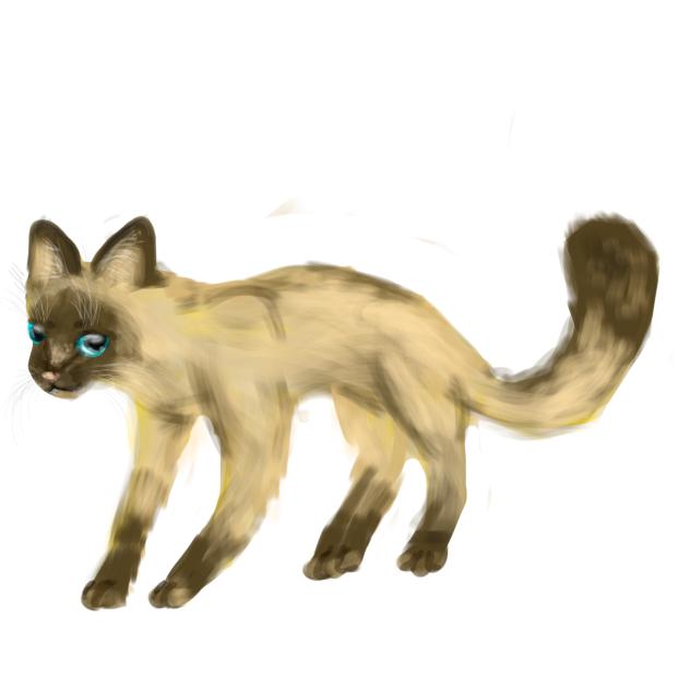Siamese cat - ibisPaint