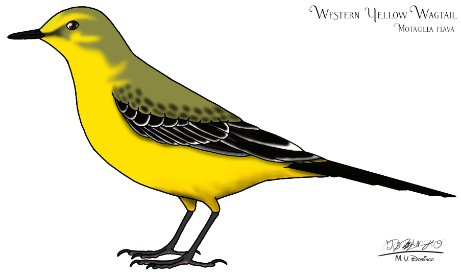 Western Yellow Wagtail - ibisPaint