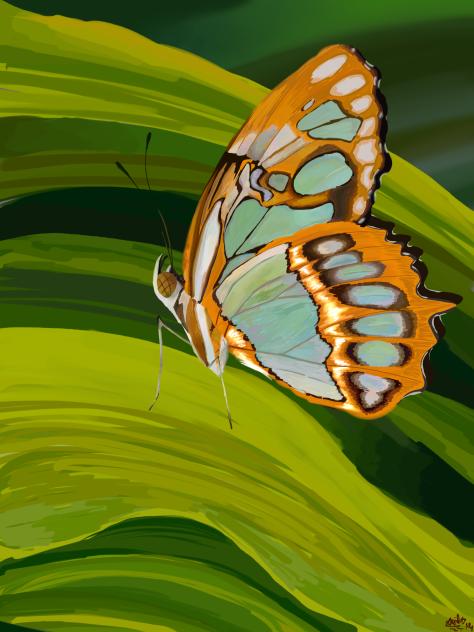 Malachite butterfly - ibisPaint