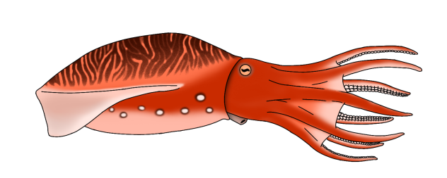Tusoteuthis - ibisPaint