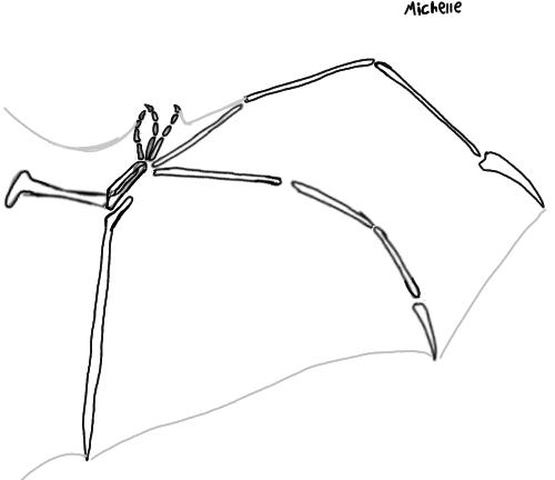 dragon wing bone diagram updated - ibisPaint