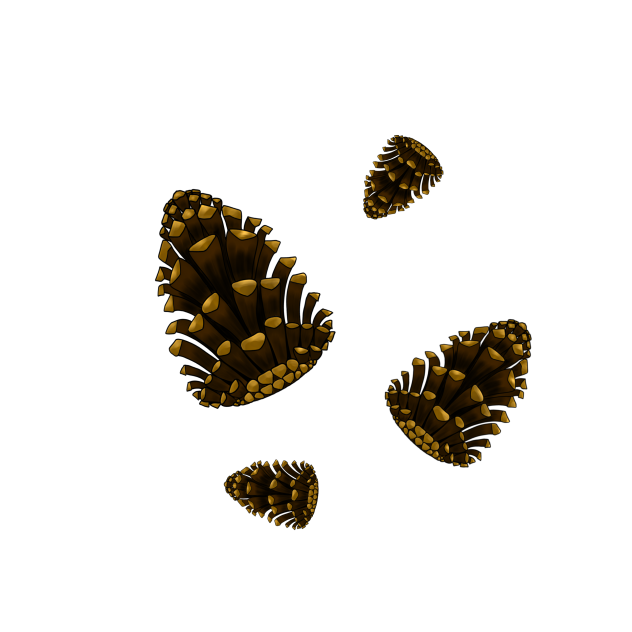 Pine Cone - ibisPaint