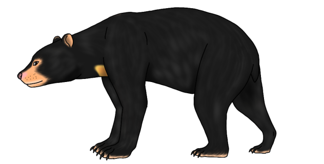 Sun Bear render - ibisPaint