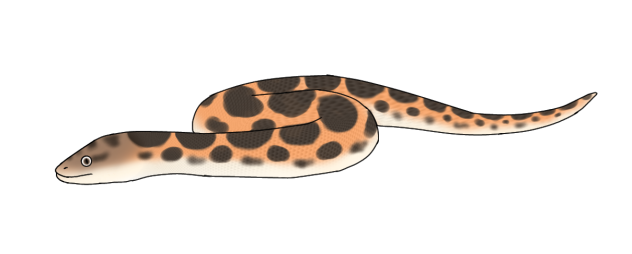 Saharan sand boa - ibisPaint