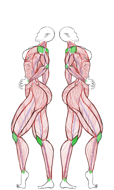 Anatomy Study - ibisPaint