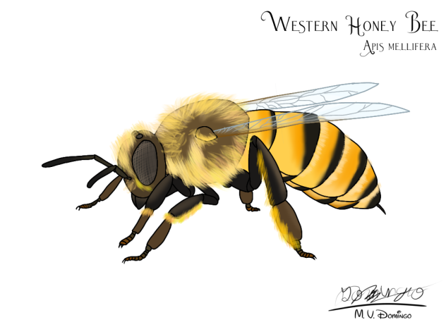 Western Honey Bee - ibisPaint