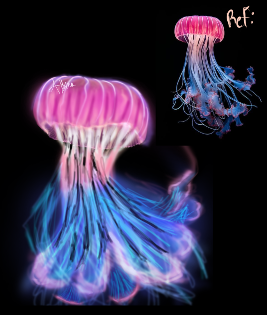 PINK SEA NETTLE JELLYFISH!! - ibisPaint