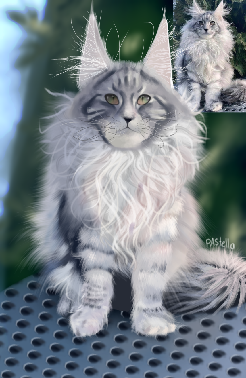 Silver Maine Coon Cat - ibisPaint