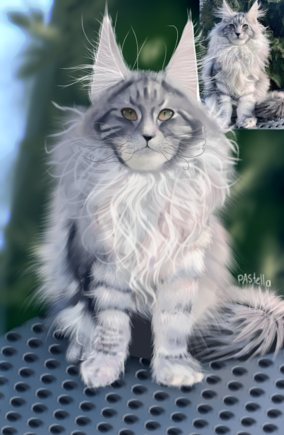 Silver Maine Coon Cat - ibisPaint