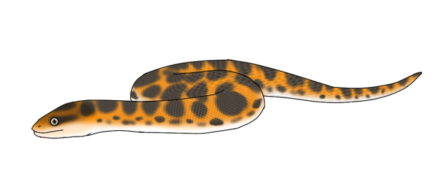 Kenyan sand boa - ibisPaint