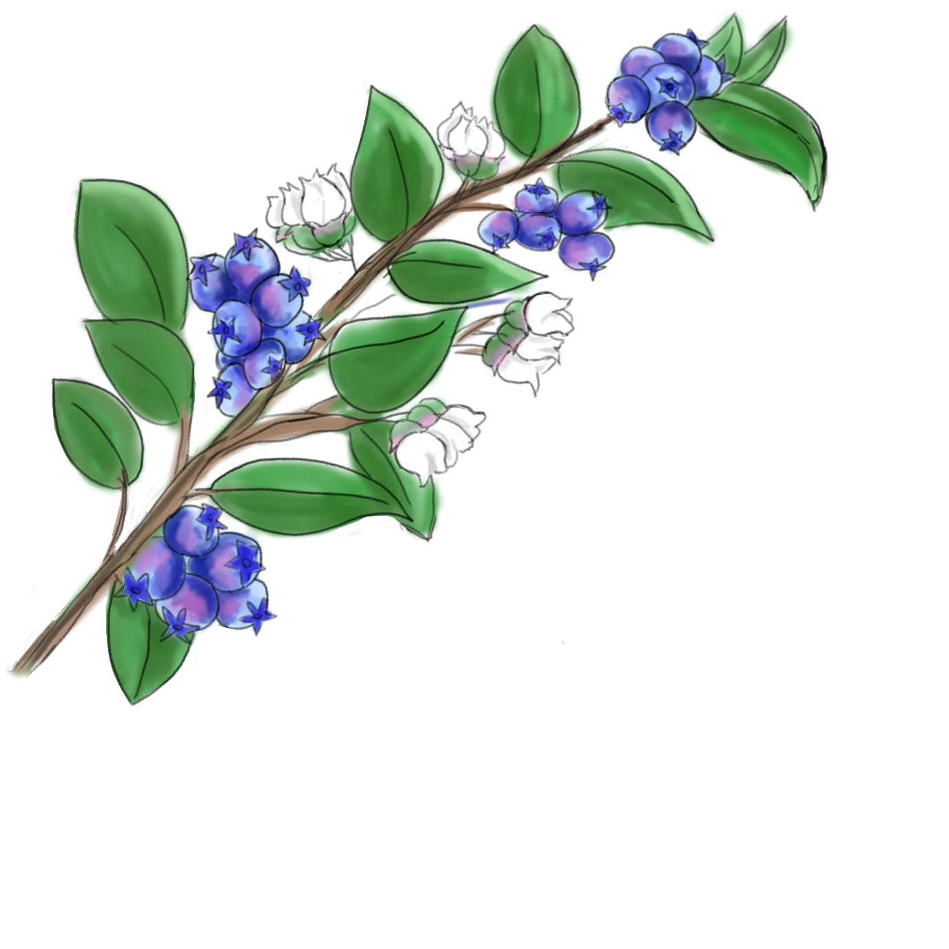 blueberries - ibisPaint