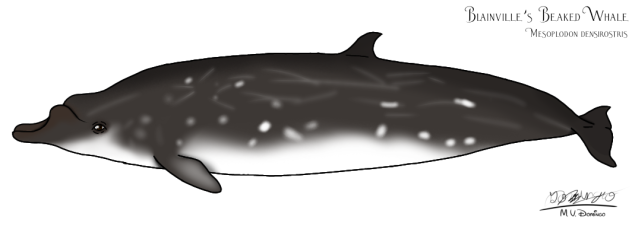 Blainville's Beaked Whale - ibisPaint