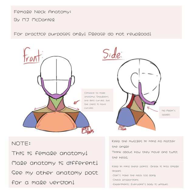 Female Neck Anatomy - ibisPaint