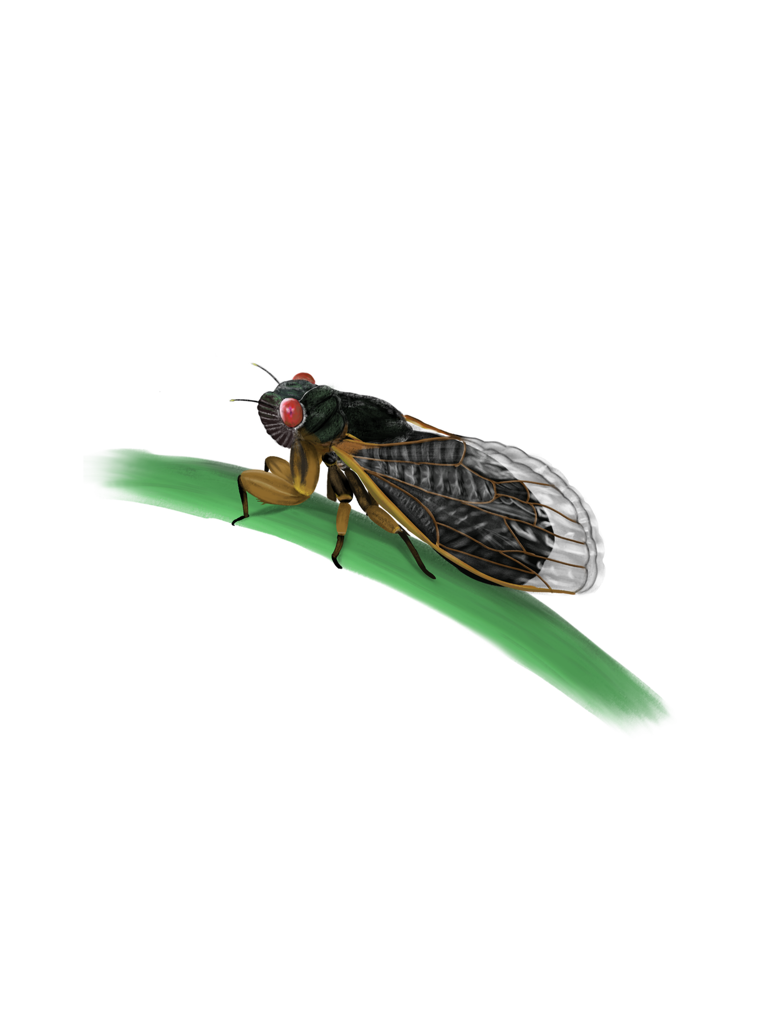 cicada - ibisPaint