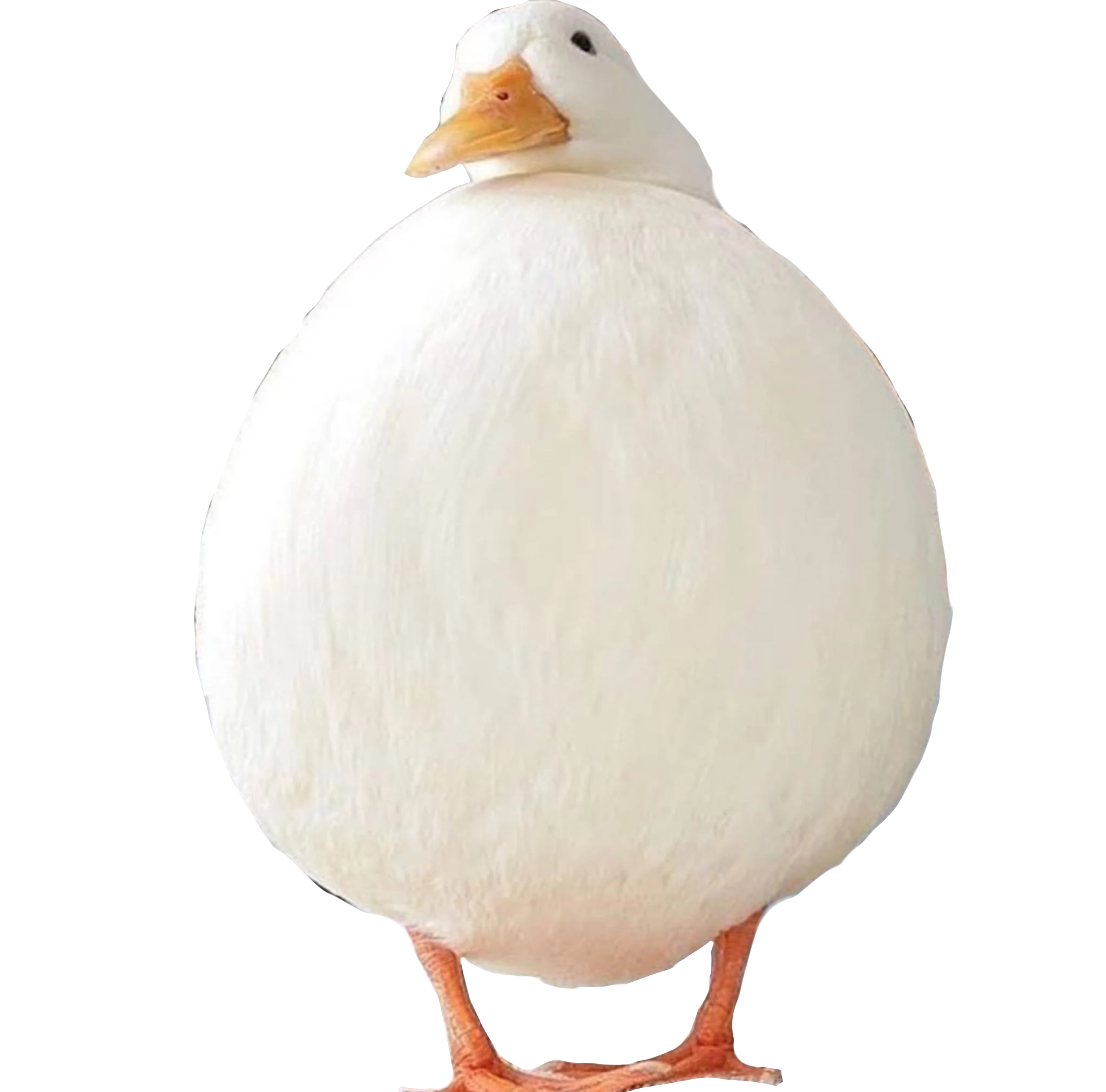 CHUBBY DUCK - ibisPaint