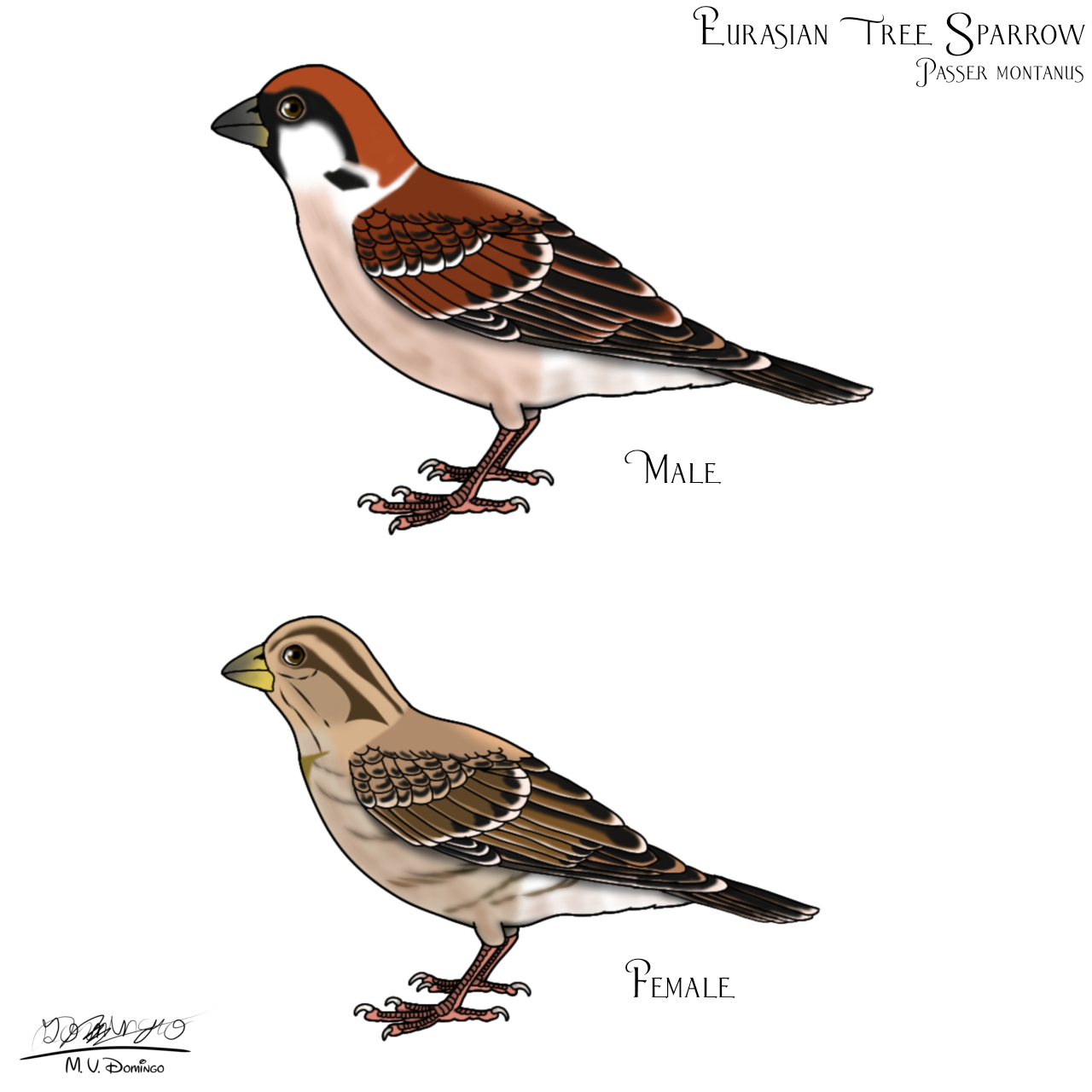 Eurasian Tree Sparrow - ibisPaint