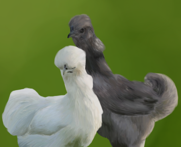 Fluffy chickens - ibisPaint