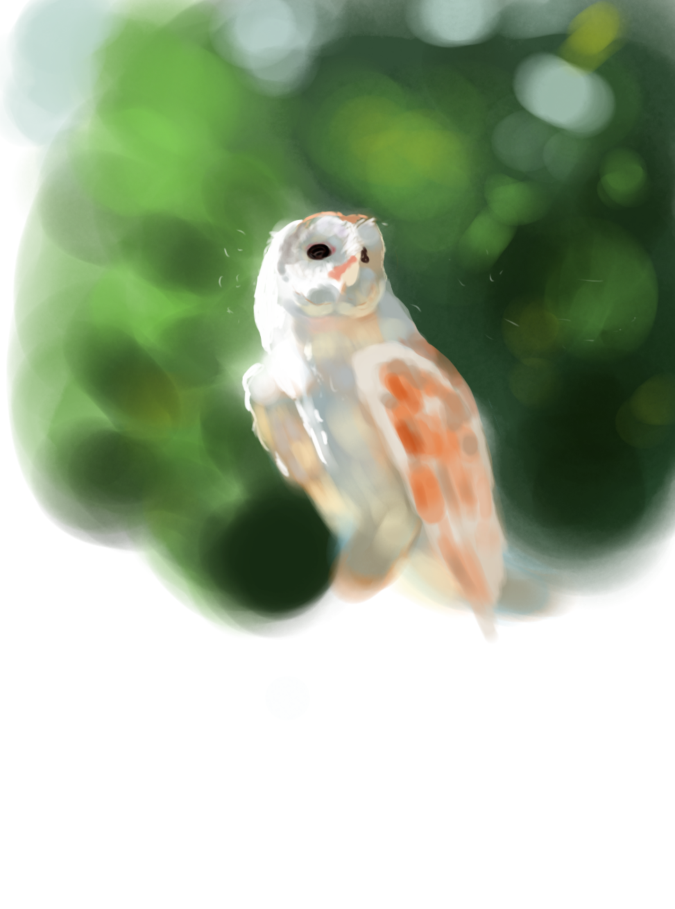 Owl wip - ibisPaint