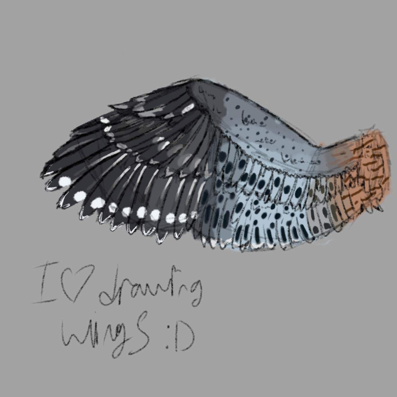 Wing study - ibisPaint