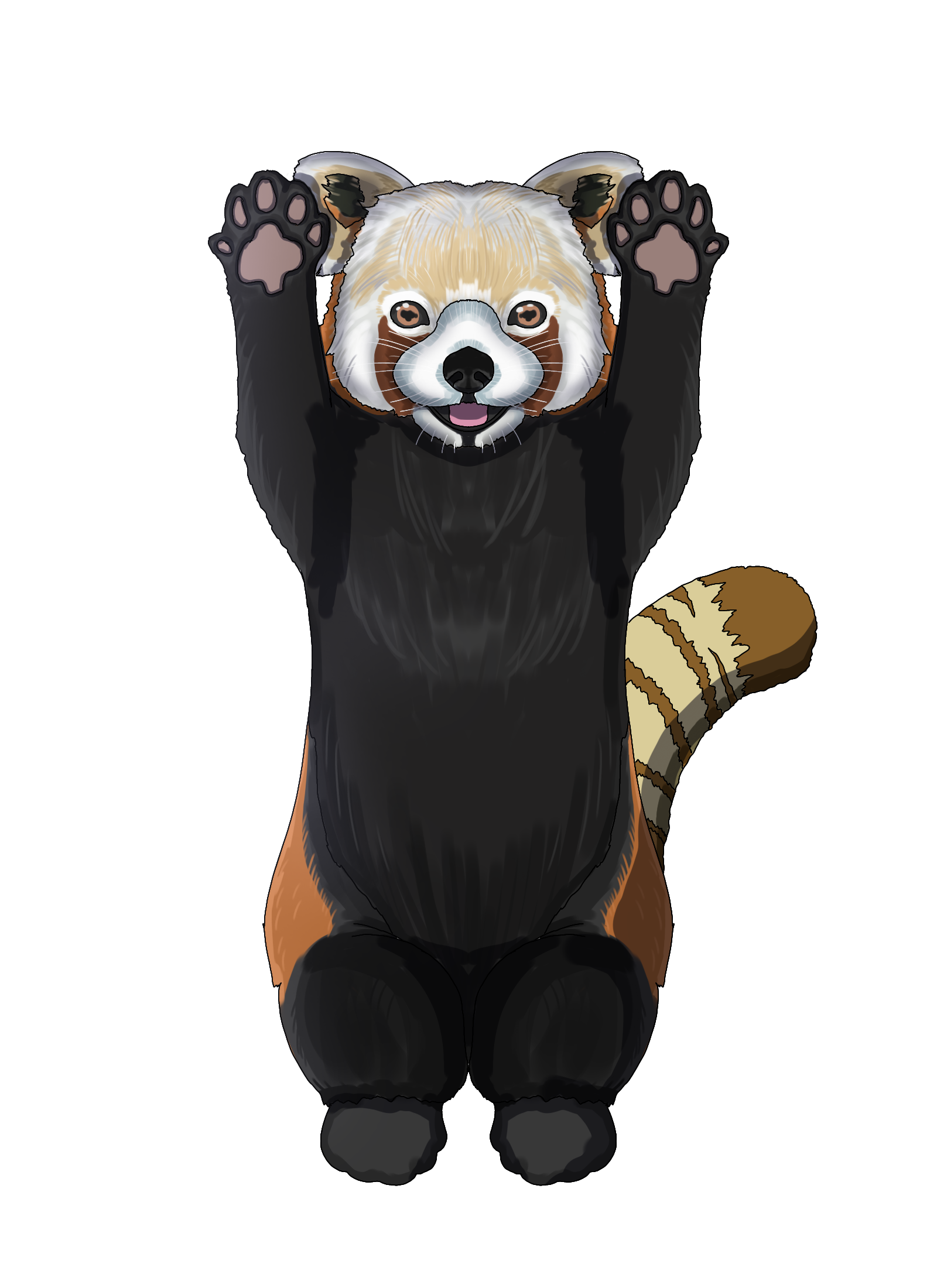 Red Panda 2 - ibisPaint