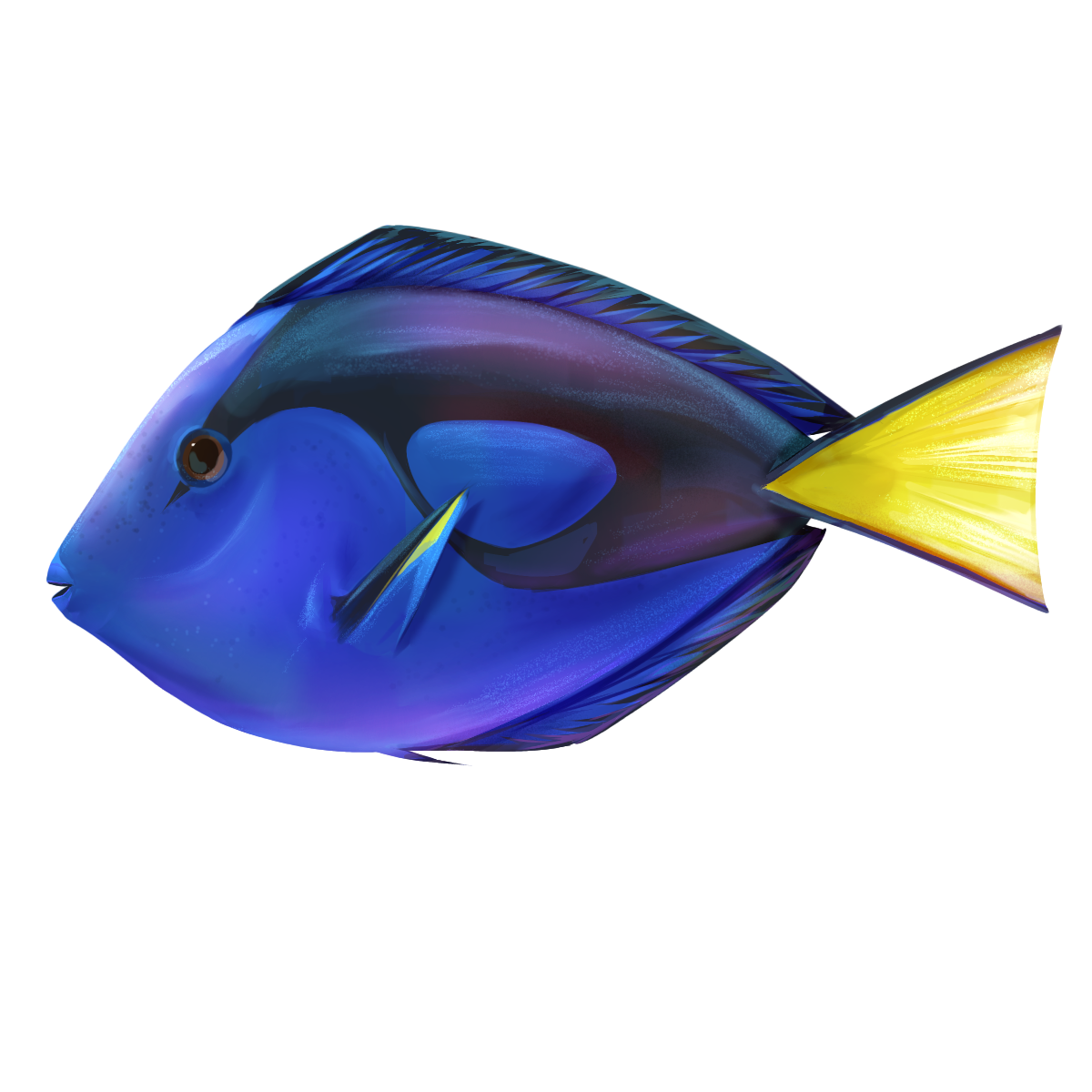 Blue Tang - ibisPaint
