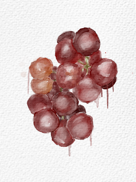 Painted Grapes - ibisPaint