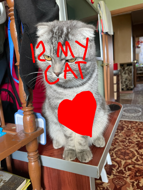 My cat - ibisPaint