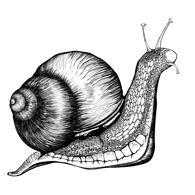 Snail - ibisPaint