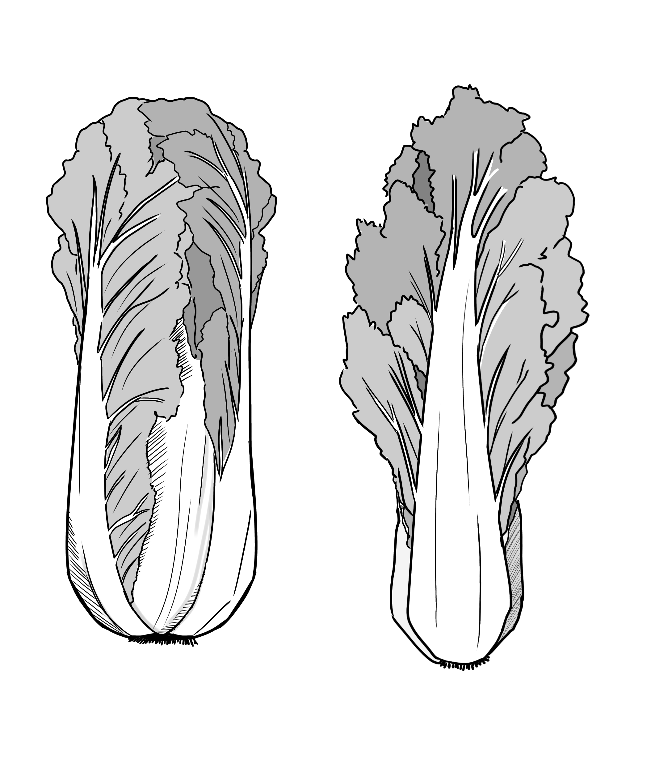 Chinese lettuce - ibisPaint