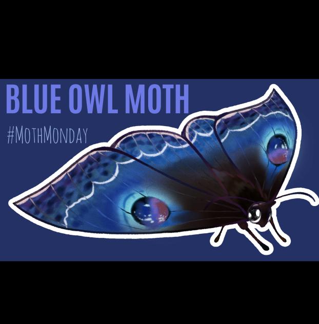 Moth Monday #19 - ibisPaint