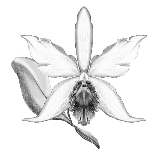 Cattleya orchid care - ibisPaint