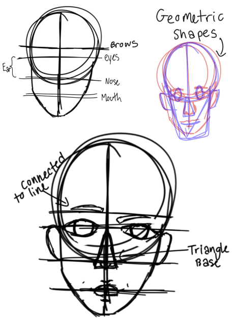 Anatomy of a face guide - ibisPaint