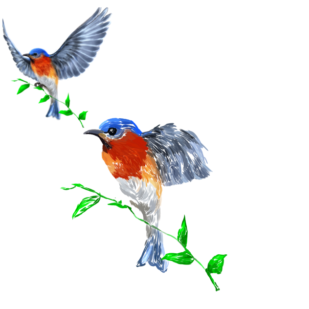 Quick bird study - ibisPaint