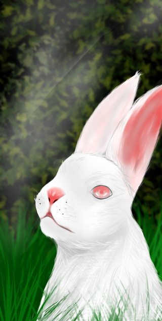 bunny - ibisPaint