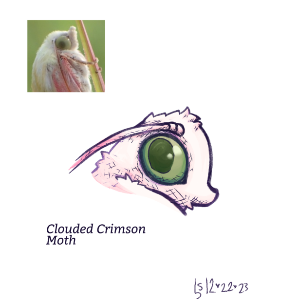 Clouded Crimson moth - ibisPaint