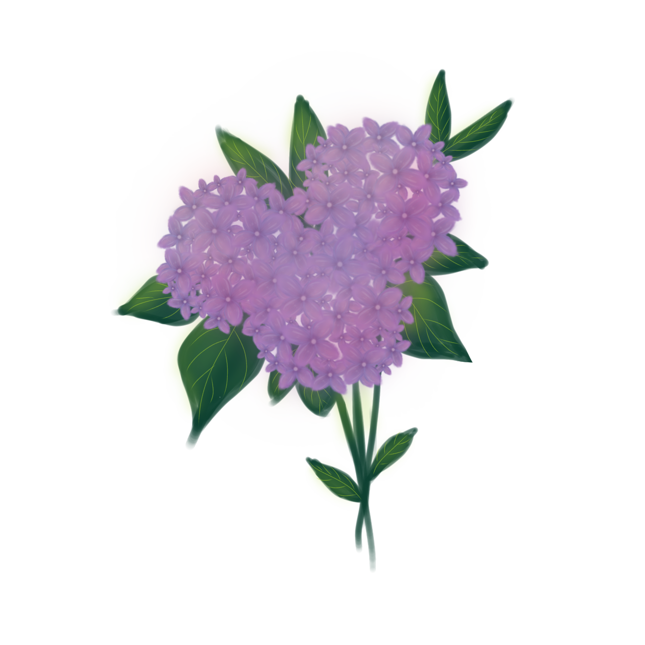 Hydrangea - ibisPaint