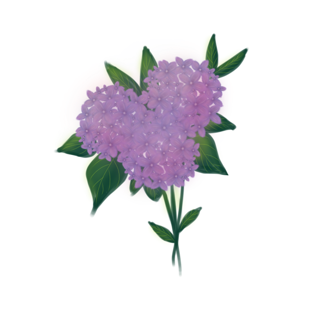 Hydrangea - ibisPaint