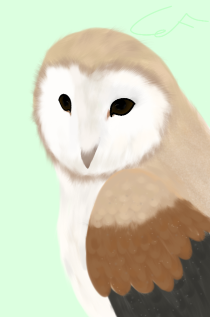 Barn Owl - ibisPaint