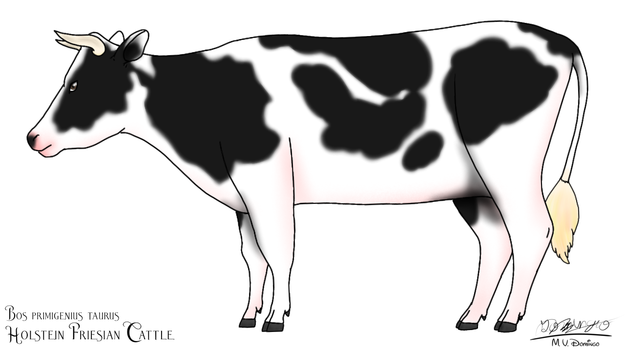 Holstein Friesian Bull - ibisPaint