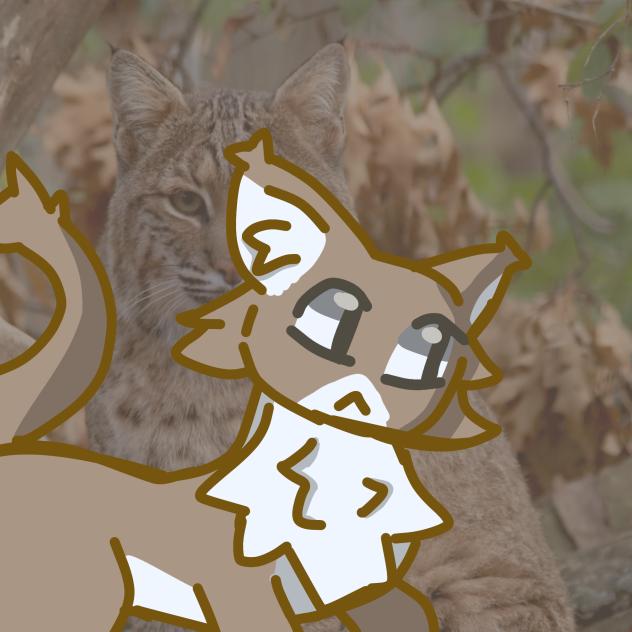 bobcat😁 - ibisPaint