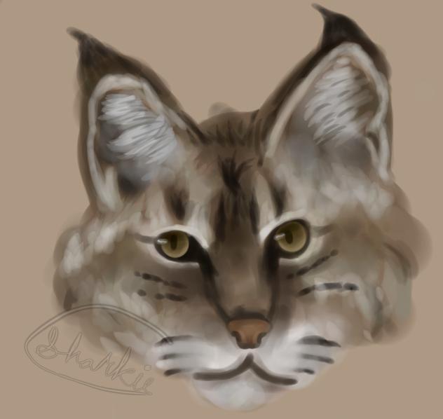 Bobcat (Face) - ibisPaint