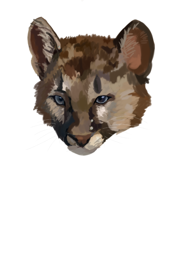 Mountain lion - ibisPaint