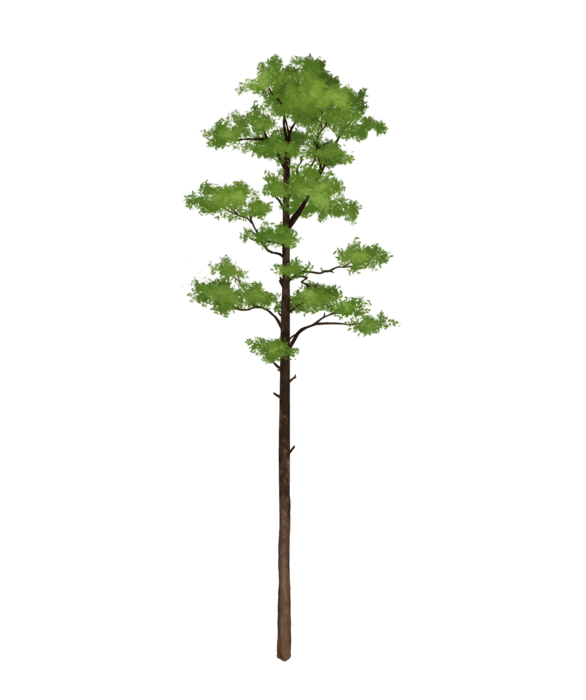 tree - ibisPaint