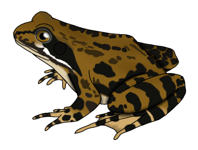 Common Frog - ibisPaint