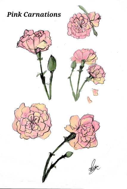 Pink Carnations - ibisPaint