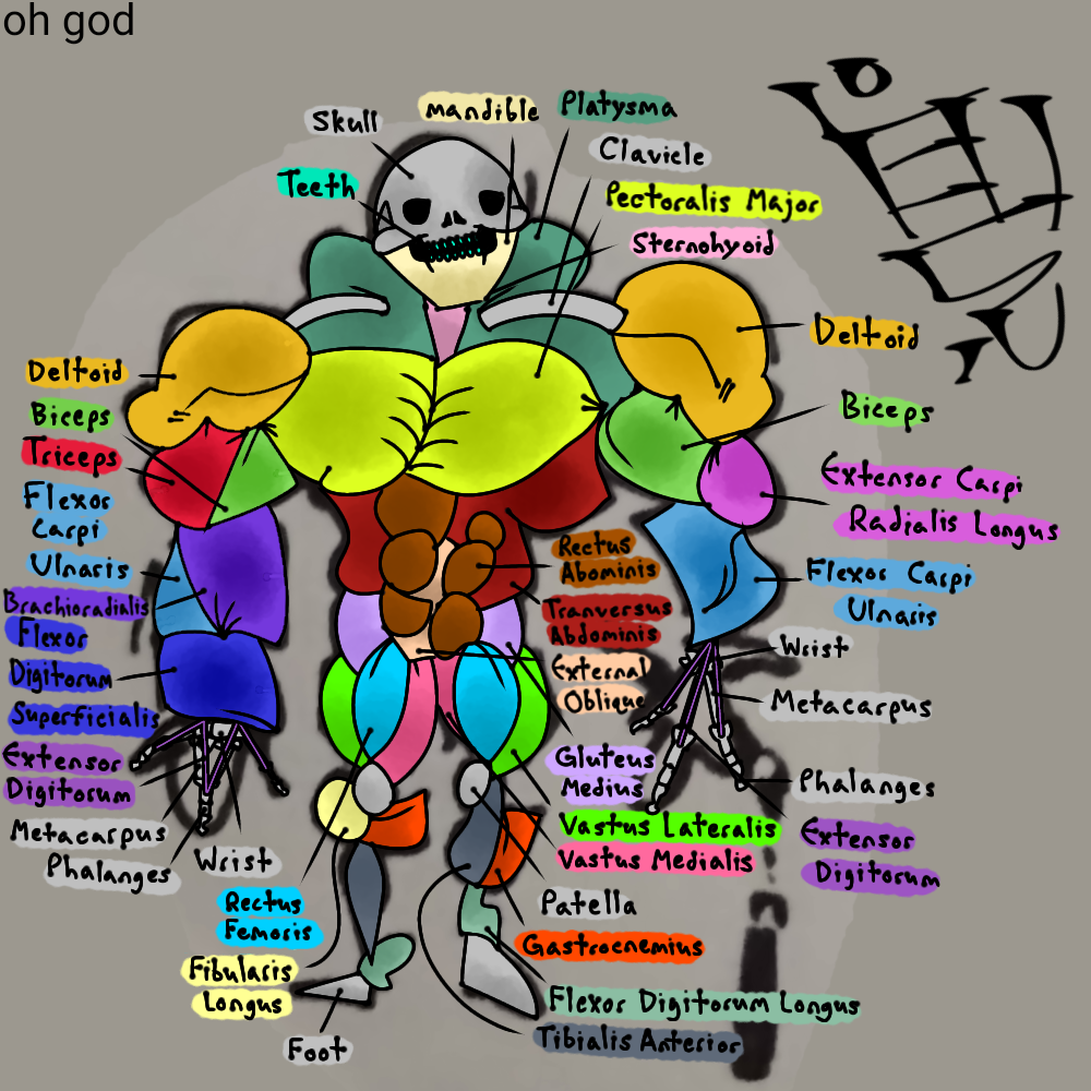 perfect anatomy obviously - ibisPaint