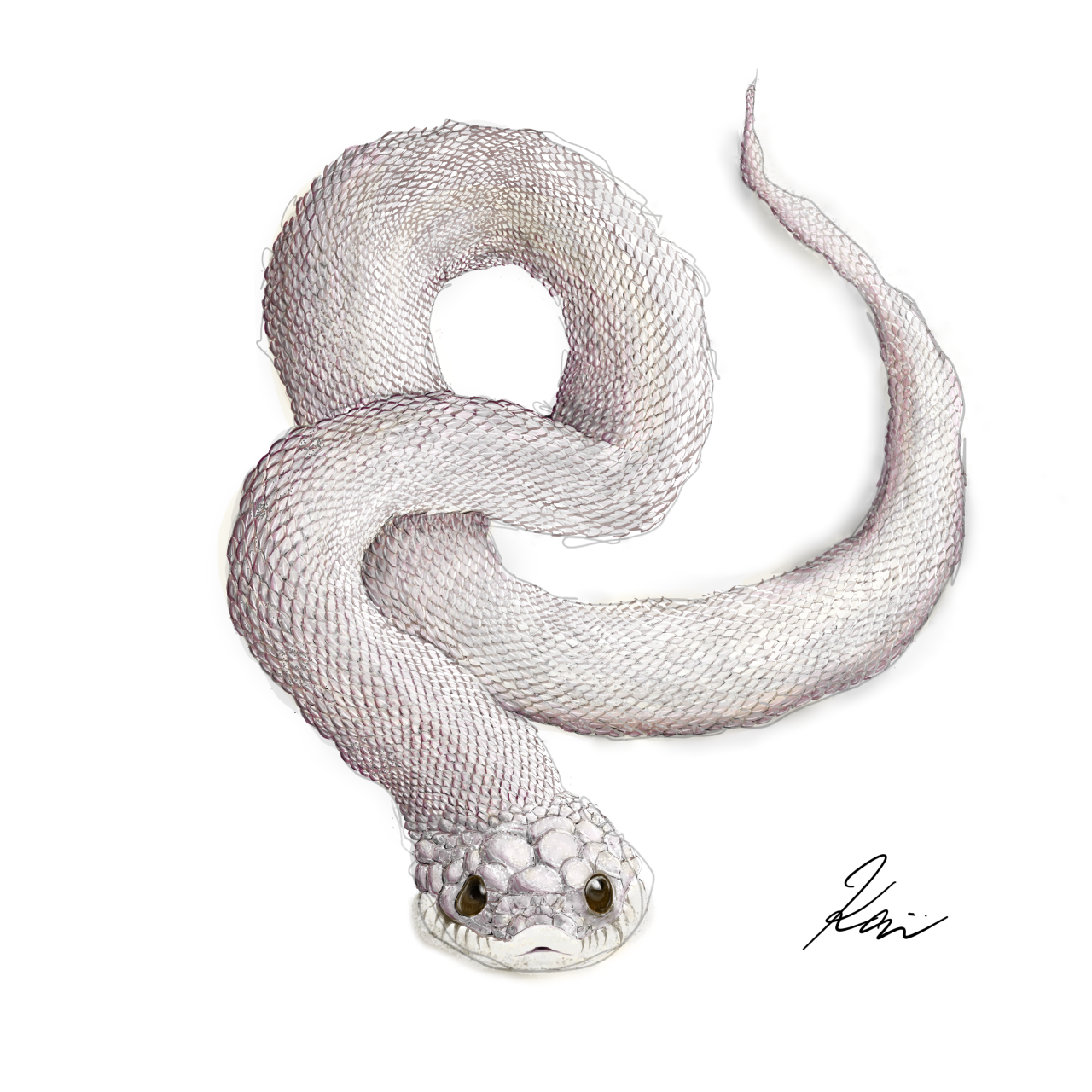 ヘビ Snake - ibisPaint