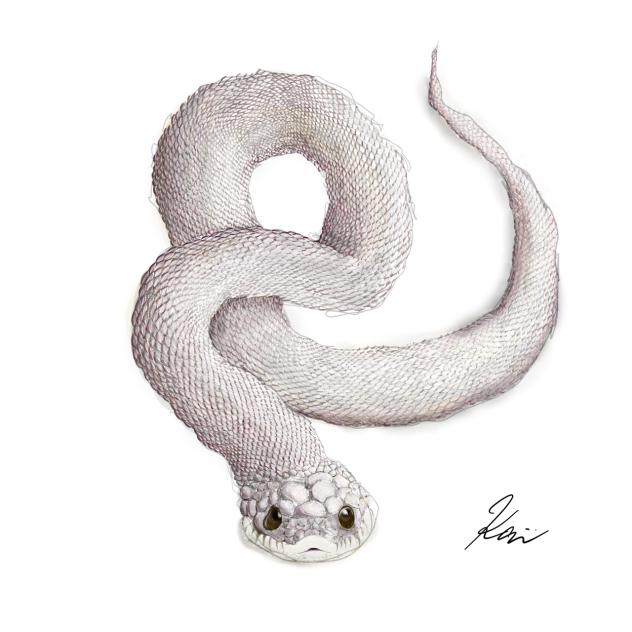 ヘビ Snake - ibisPaint