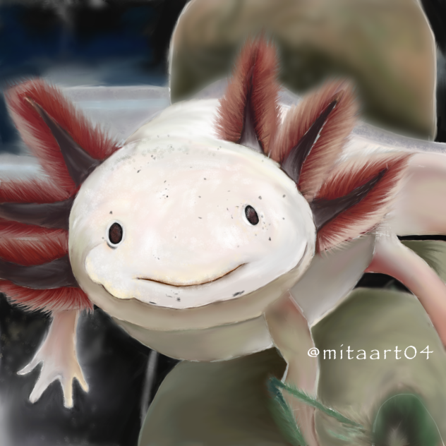 Axolot - ibisPaint